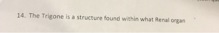 Solved 14. The Trigone is a structure found within what | Chegg.com