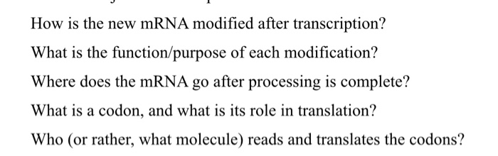 Solved How is the new mRNA modified after transcription? | Chegg.com