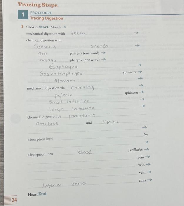 Solved 1 PROCEDURE Tracing Digestion 1 Cookie Start: Mouth → | Chegg.com