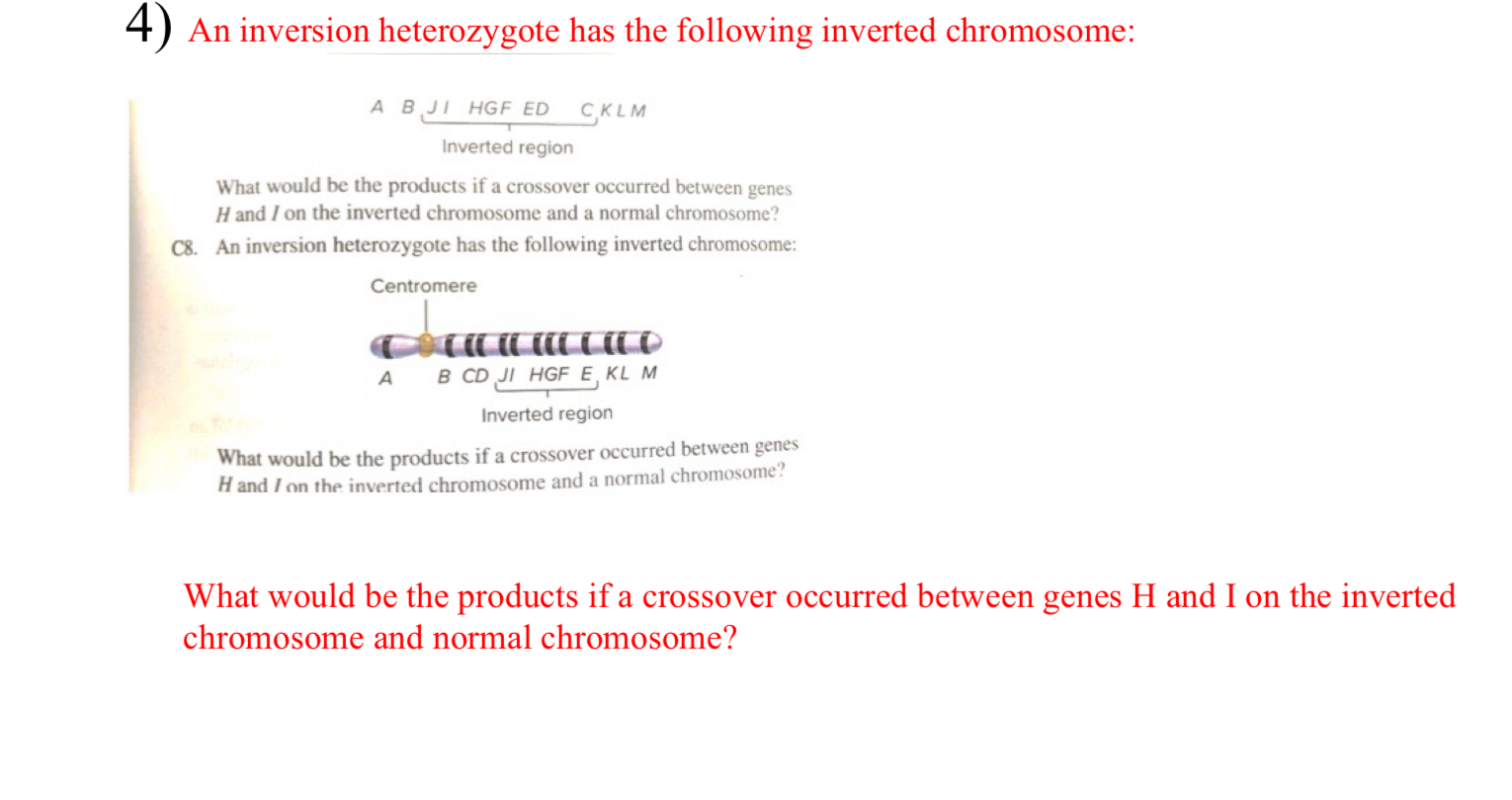 Solved An inversion heterozygote has the following inverted | Chegg.com