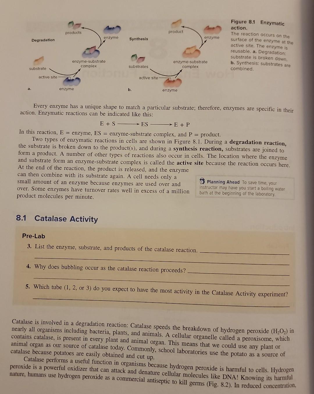 Solved How Enzymes Function Learning Outcomes Introduction - | Chegg.com