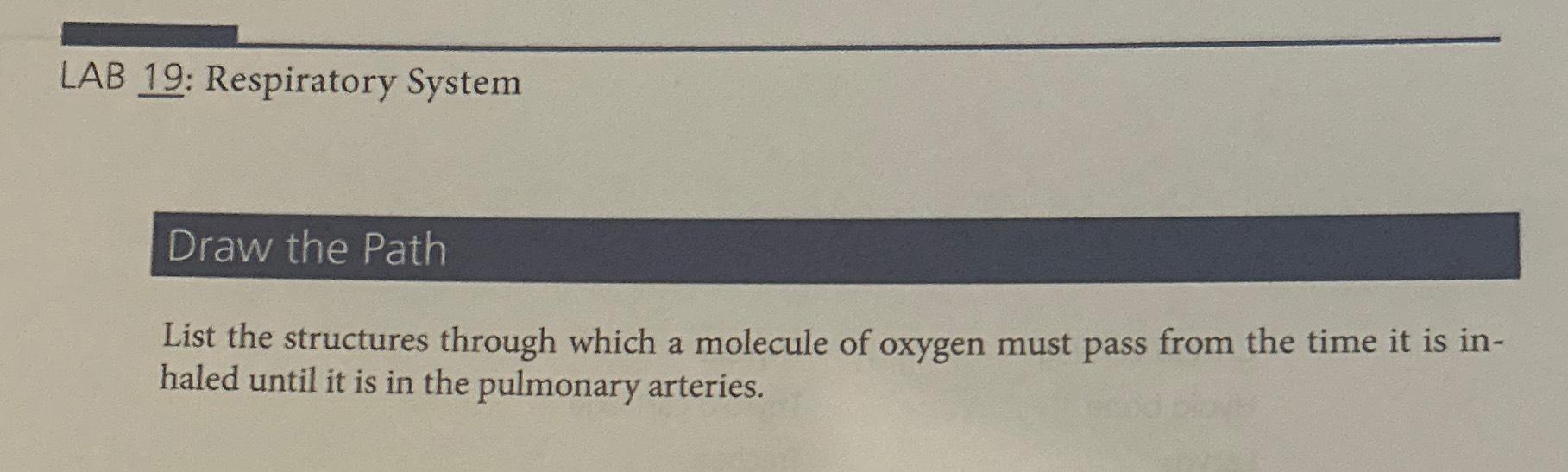 Solved LAB 19: Respiratory SystemDraw the PathList the | Chegg.com