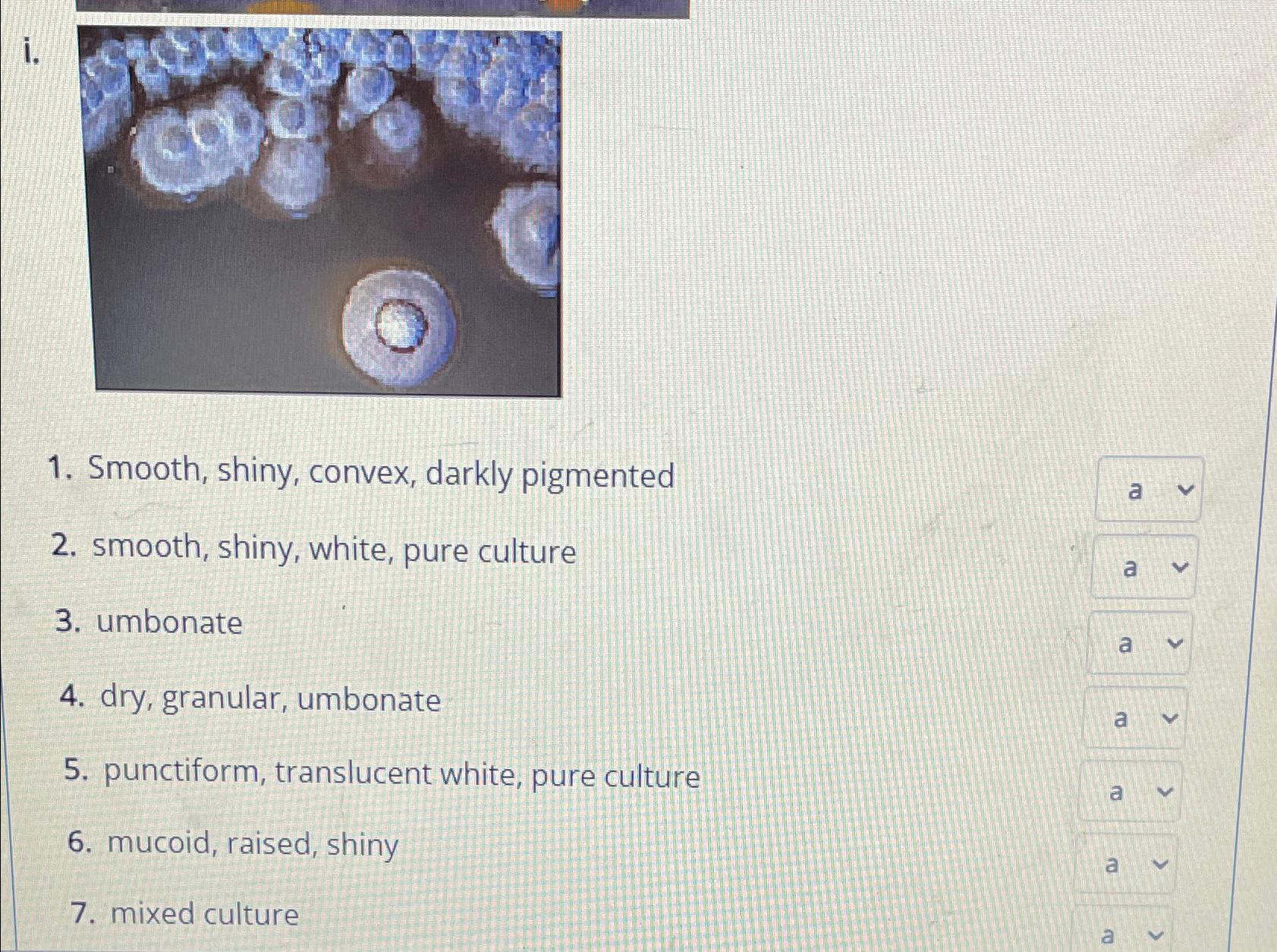 Smooth, shiny, convex, darkly pigmentedsmooth, shiny, | Chegg.com