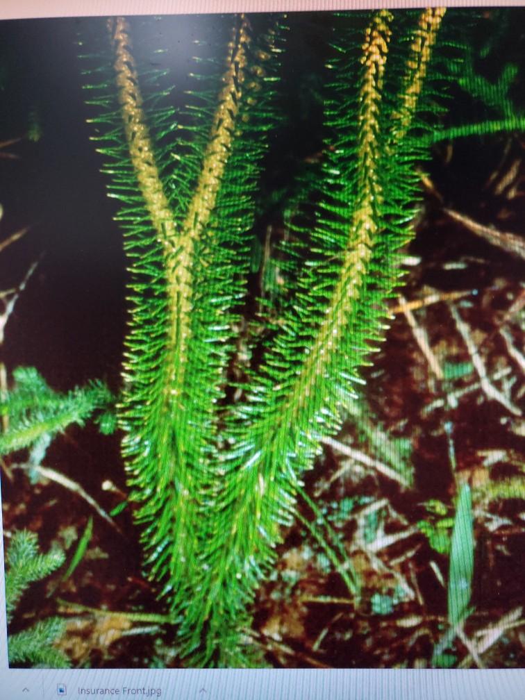 Solved which of the following structures does this organism | Chegg.com