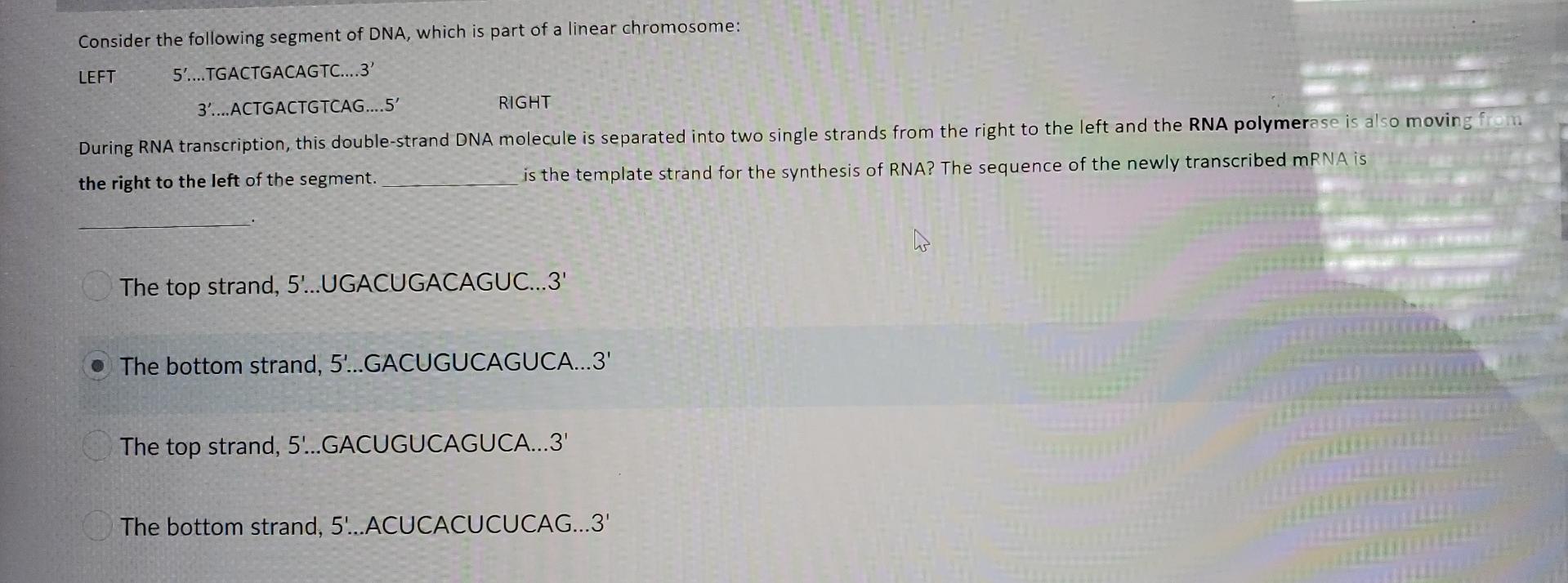 Solved Consider the following segment of DNA, which is part | Chegg.com