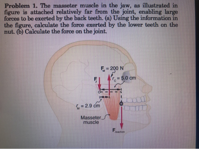 Solved Problem 1. The masseter muscle in the jaw, as | Chegg.com