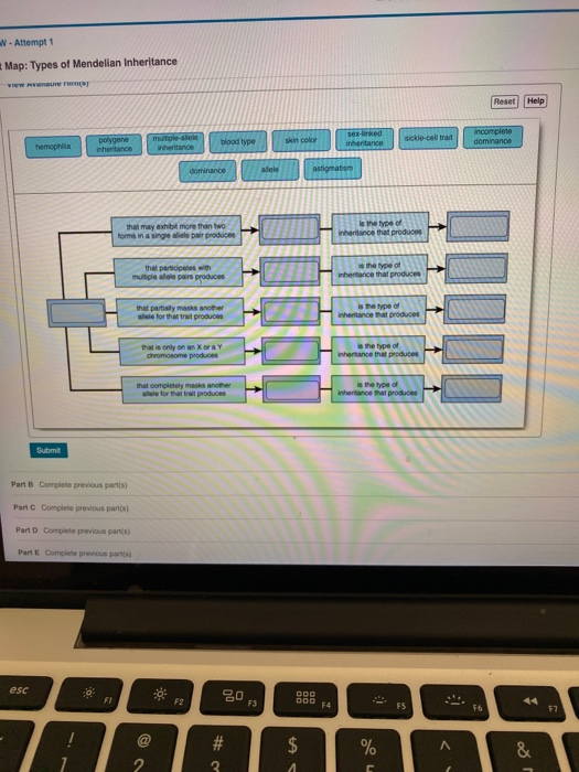 Solved - Attempt 1 Map: Types of Mendelian Inheritance WWW | Chegg.com