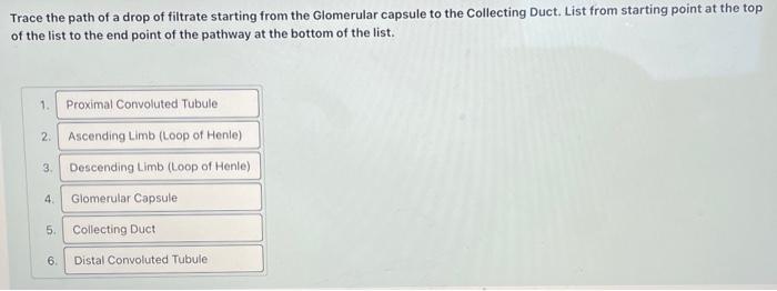 Solved Trace the path of a drop of filtrate starting from | Chegg.com