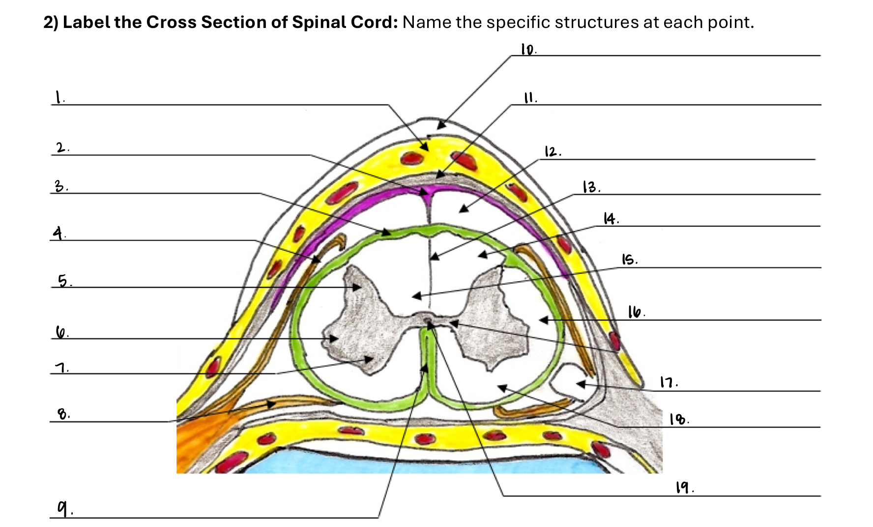 Solved Label the Cross Section of Spinal Cord: Name the | Chegg.com