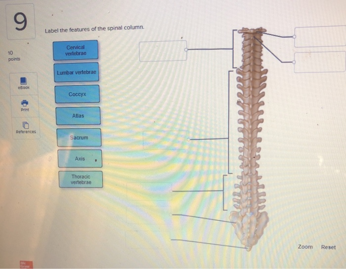 Solved 9 Label the features of the spinal column. Cervical | Chegg.com