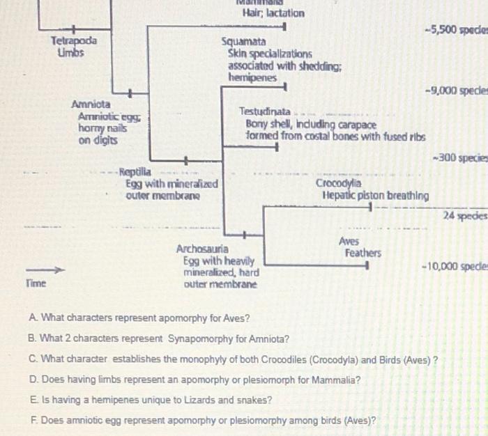 Solved A. What characters represent apomorphy for Aves? B. | Chegg.com