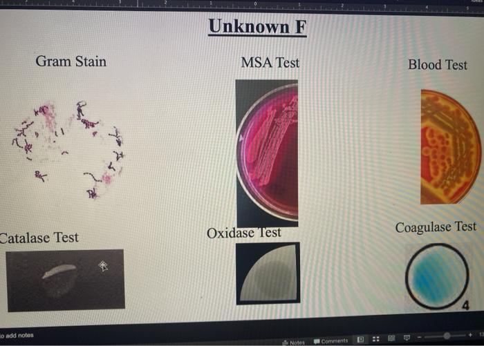 Solved Unknown F Gram Stain MSA Test Blood Test Catalase | Chegg.com