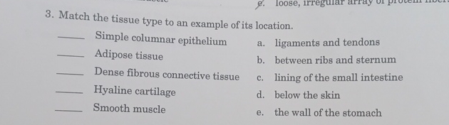 Solved Match the tissue type to an example of its | Chegg.com