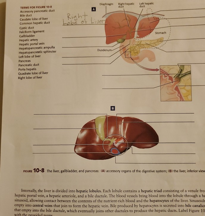 Solved Diaphragm Right hepatic duct Left hepatic duct A | Chegg.com