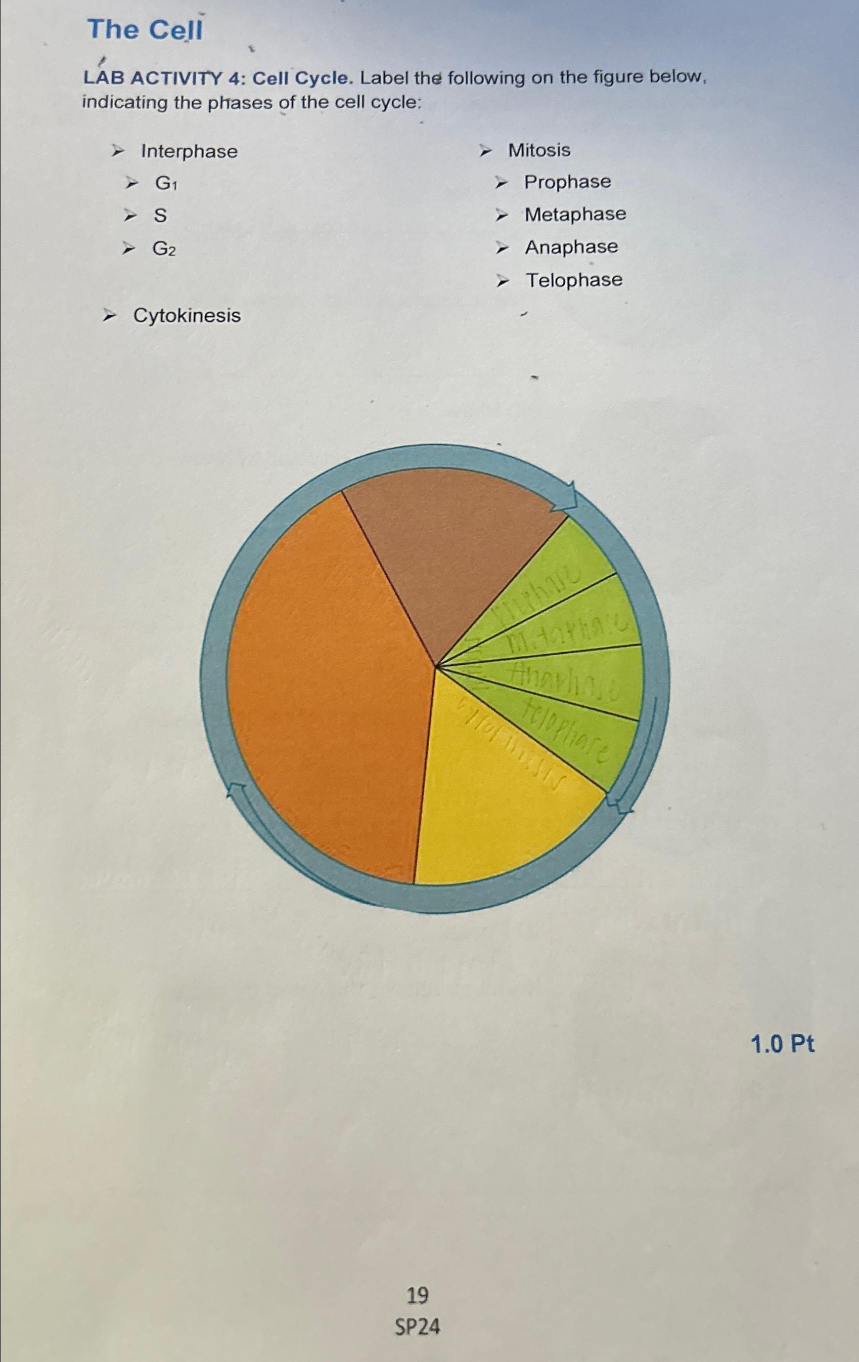 Solved The CellLÁB ACTIVITY 4: Cell Cycle. Label the | Chegg.com