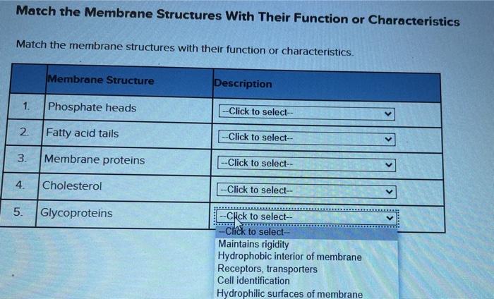 Solved Match the Membrane Structures With Their Function or | Chegg.com
