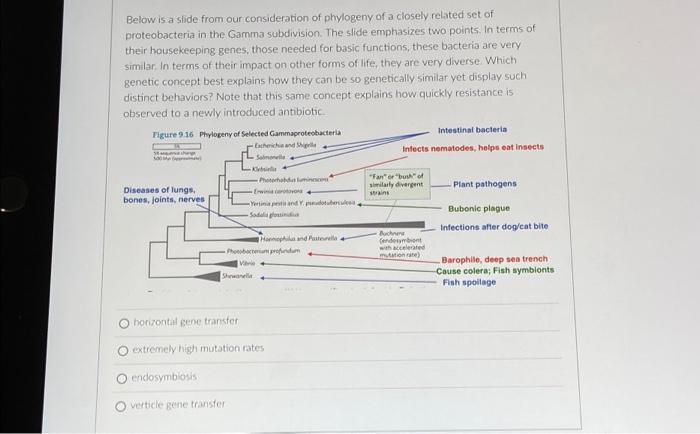 Solved Below is a slide from our consideration of phylogeny | Chegg.com