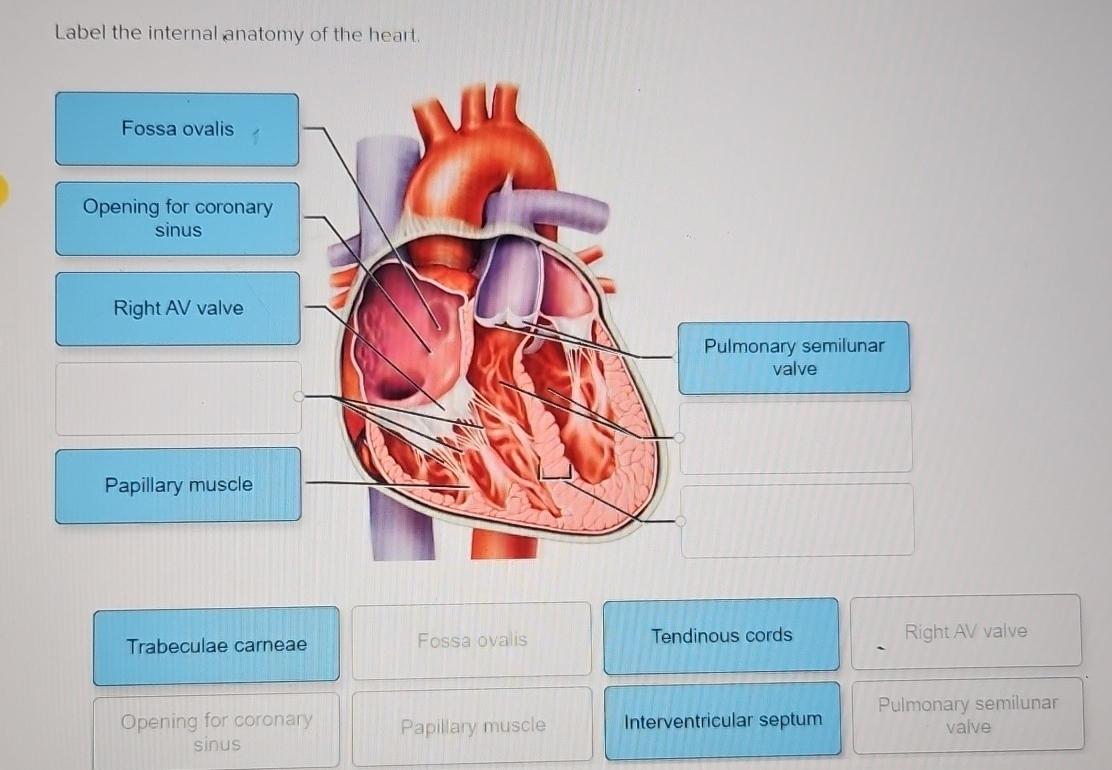 Solved Label the internal anatomy of the heart. Pulmonary | Chegg.com
