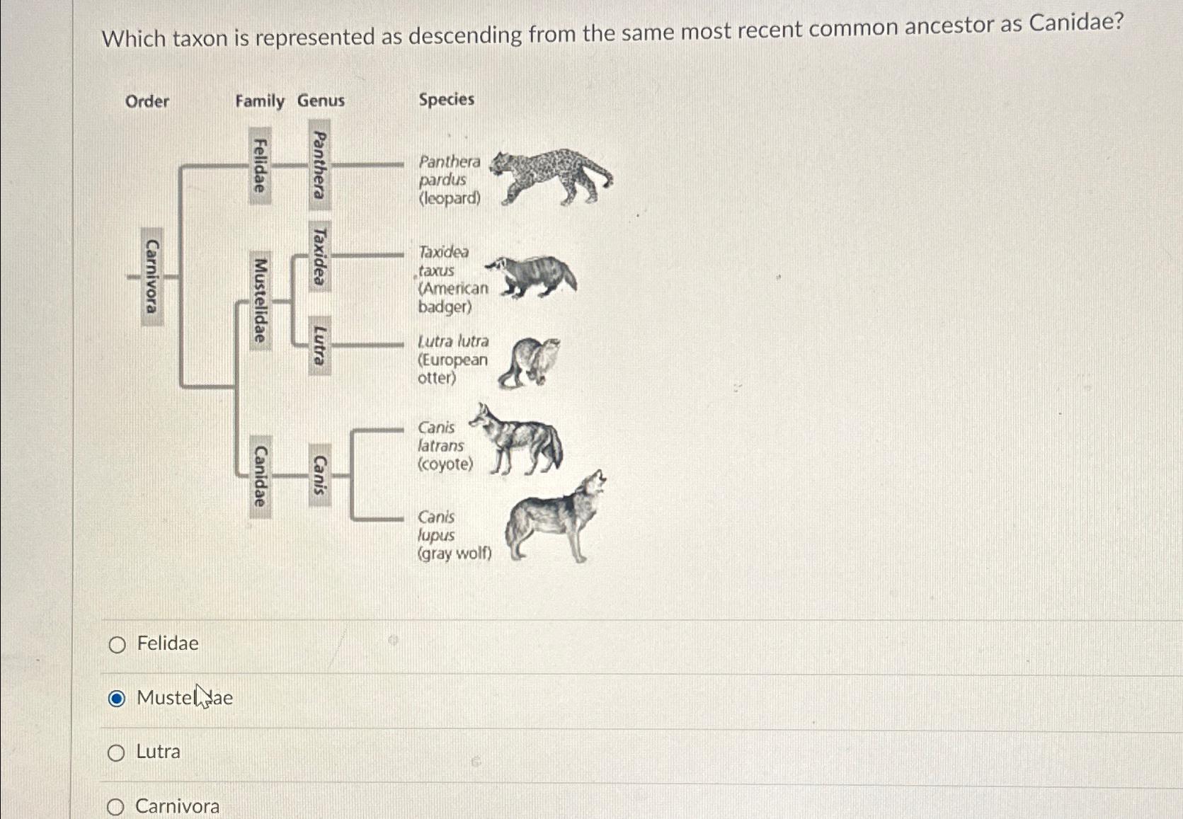 Solved Which taxon is represented as descending from the | Chegg.com