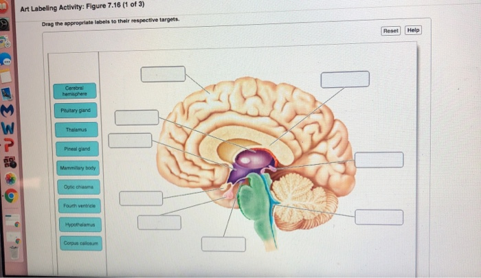 Solved Art Labeling Activity: Figure 7.16 (1 of 3) Drag the | Chegg.com