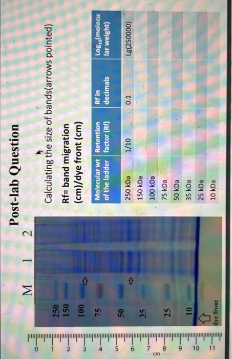 Solved Determine the retention factor and molecular weight | Chegg.com