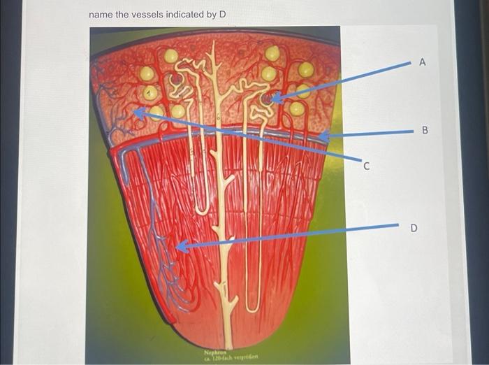 Solved name the vessels indicated by D | Chegg.com