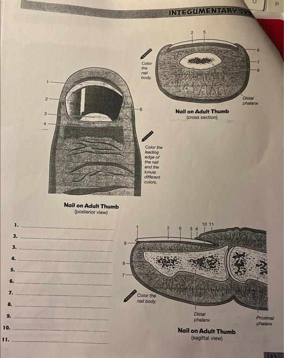 Solved Nail on Adult Thumb (posterior view) 1. 2. 3. 4. 5. | Chegg.com