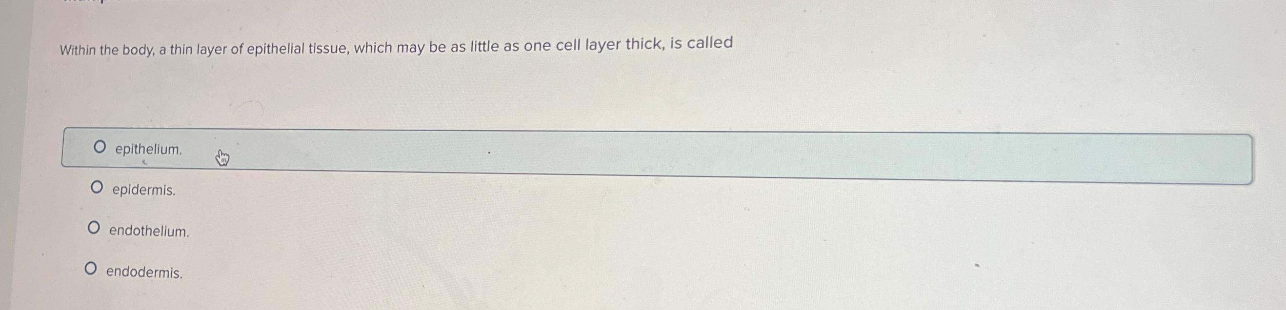 Solved Within the body, a thin layer of epithelial tissue, | Chegg.com