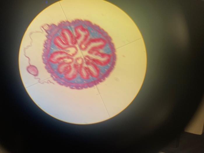 Solved can someone help me label which skin cell are found | Chegg.com