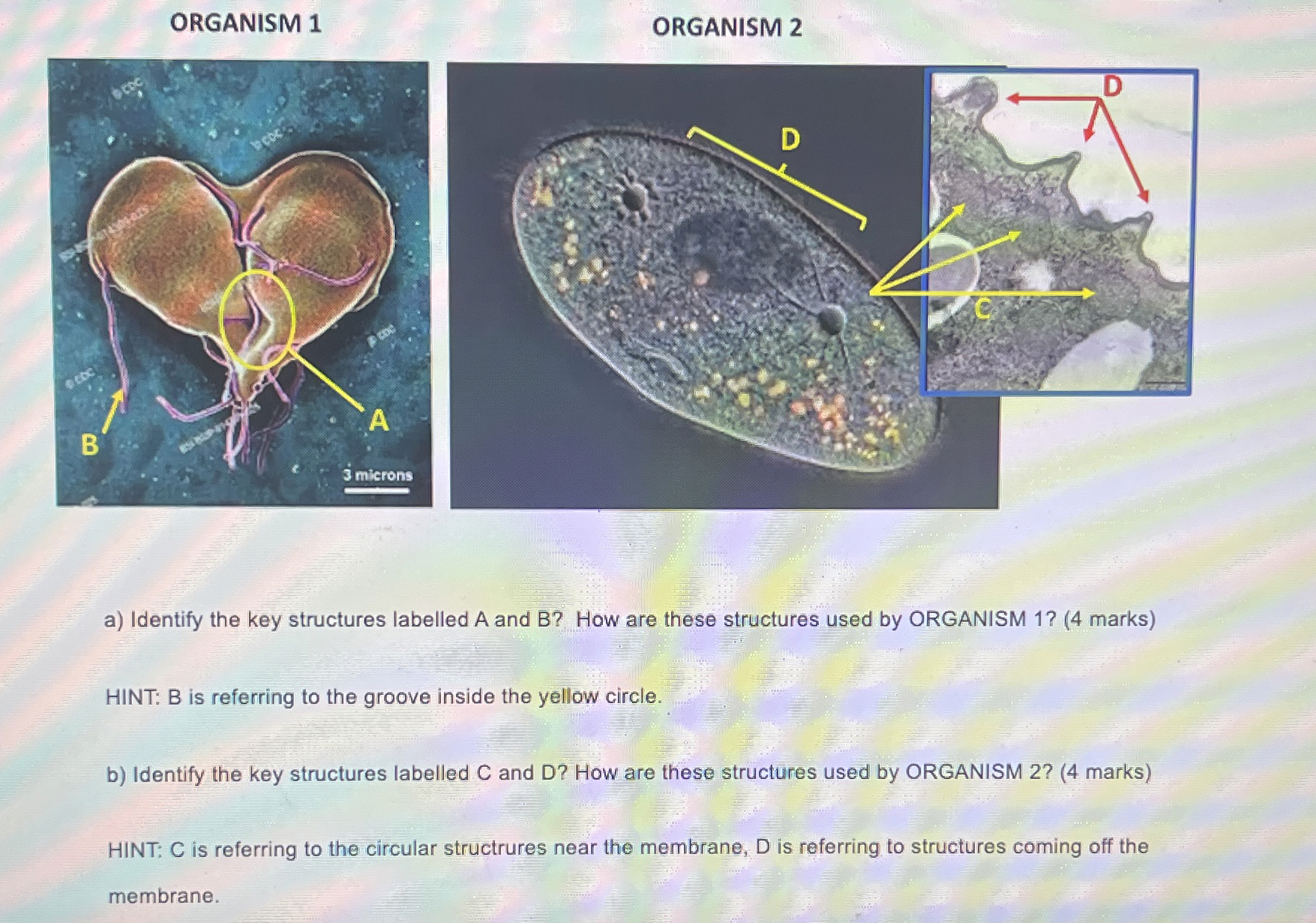 Solved ORGANISM 1ORGANISM 2a) ﻿Identify the key structures | Chegg.com