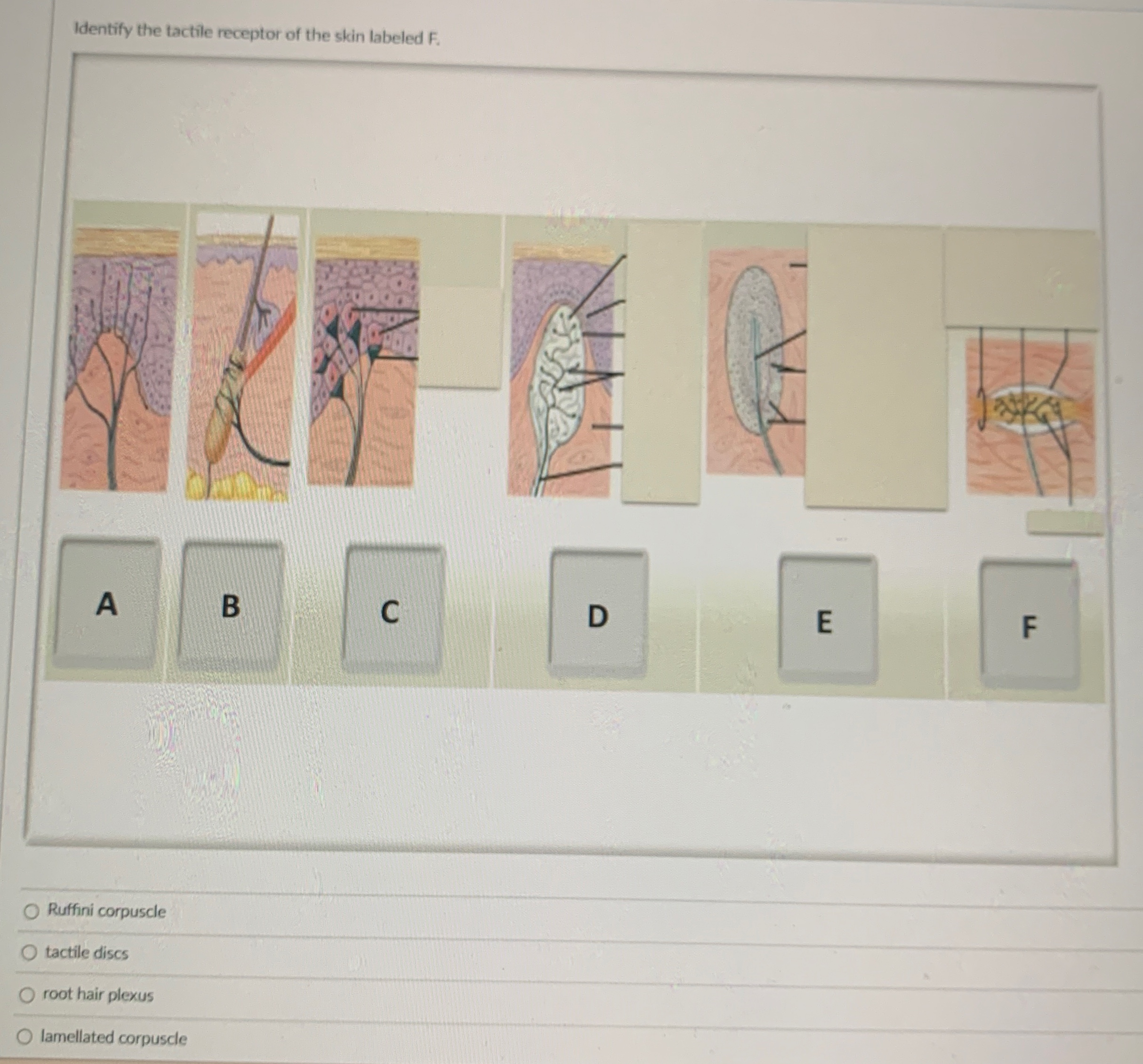 Solved Identify the tactile receptor of the skin labeled F. | Chegg.com