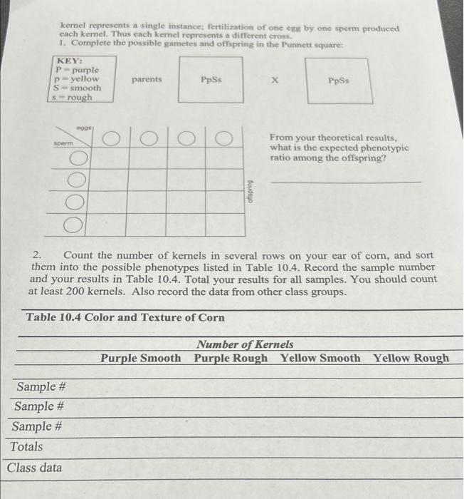 Solved kernel represents a single instance; fertilization of | Chegg.com