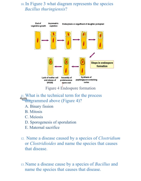 Solved ASM MicrobeLibrary.org©Chamberlain Figure 2 | Chegg.com