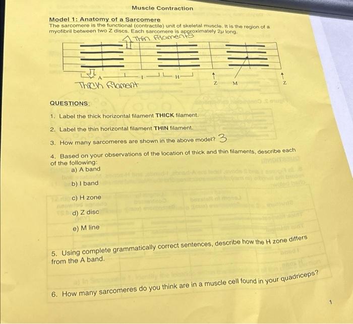 Solved Muscle Contraction Model 1: Anatomy of a Sarcomere | Chegg.com