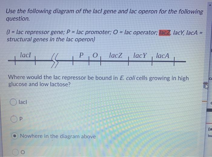 Solved Use the following diagram of the lacl gene and lac | Chegg.com