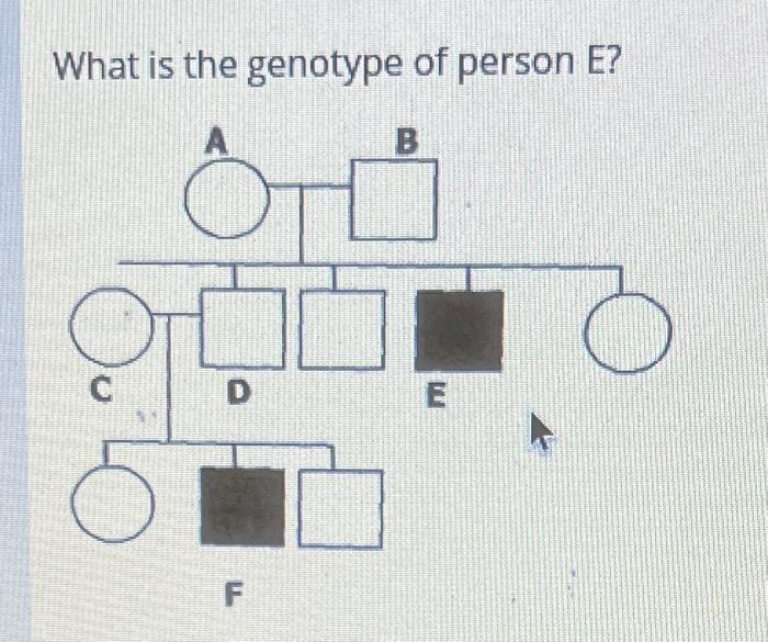 Solved What is the genotype of person E? | Chegg.com