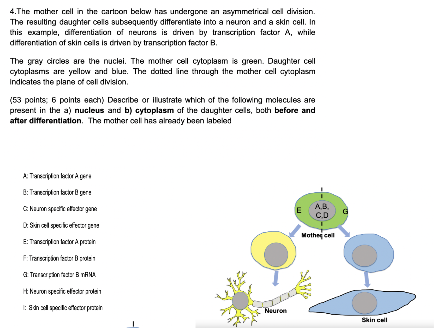 Solved 4.The mother cell in the cartoon below has undergone | Chegg.com