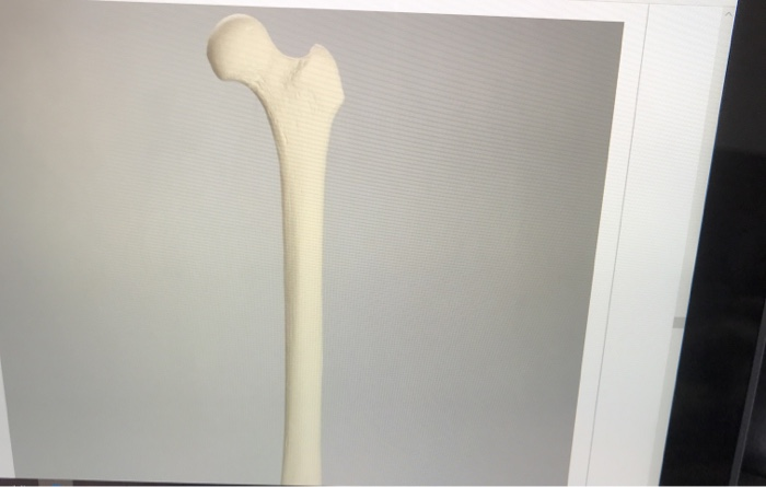 Solved Name this entire bone. | Chegg.com