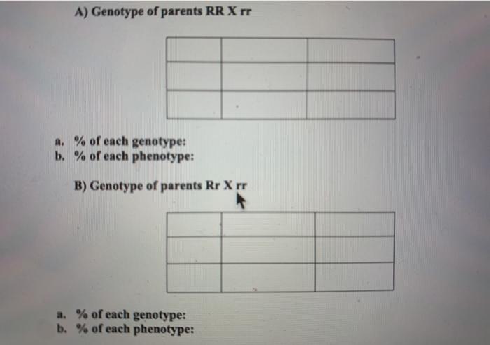 Solved A) Genotype of parents RR X rr a. % of each genotype: | Chegg.com