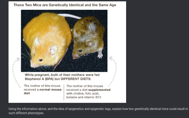 Solved These Two Mice are Genetically Identical and the Same | Chegg.com
