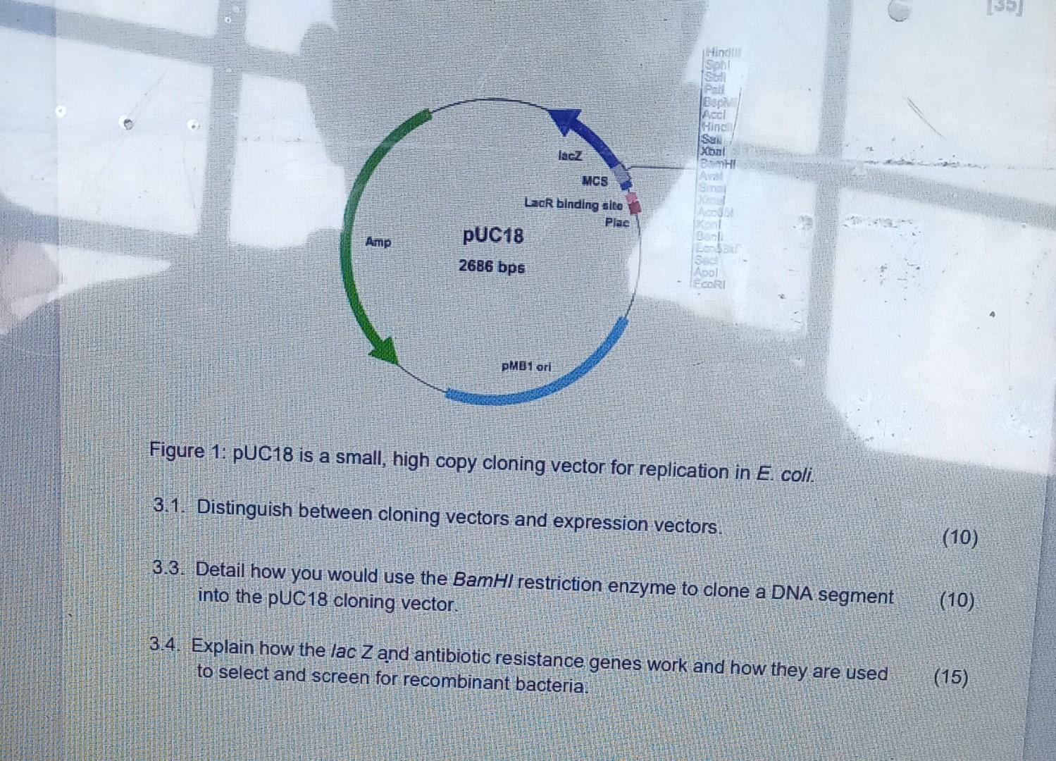 Solved Figure 1: pUC18 is a small, high copy cloning vector | Chegg.com