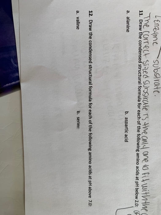 Solved Lenzyme substrate. The correct sized substrate is the | Chegg.com