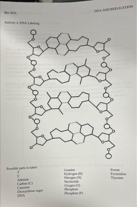 Solved Activity 3: DNA Labeling Possible parts to label: | Chegg.com