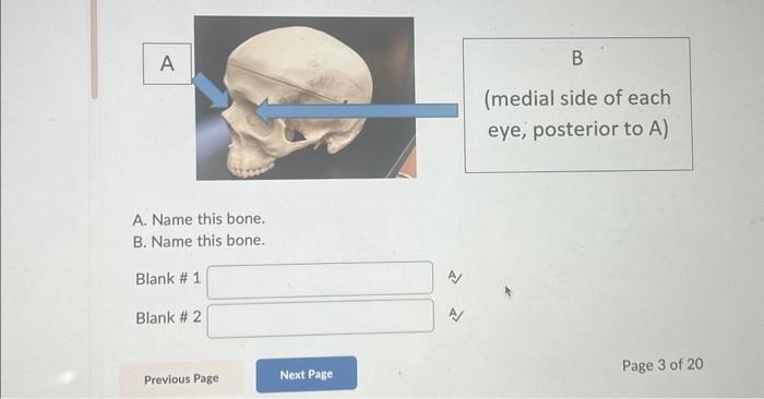 Solved B (medial side of each eye, posterior to A) A. Name | Chegg.com