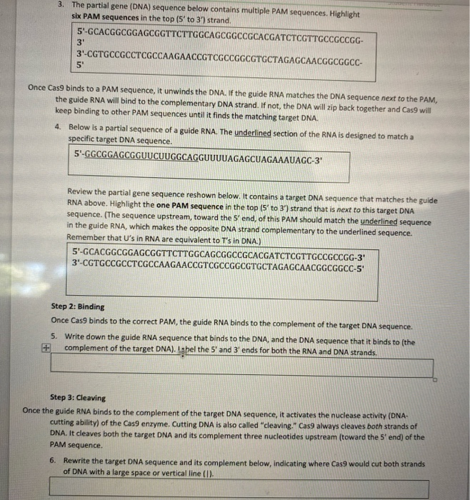 Solved 3. The partial gene (DNA) sequence below contains | Chegg.com