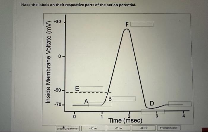 Solved Place the labels on their respective parts of the | Chegg.com