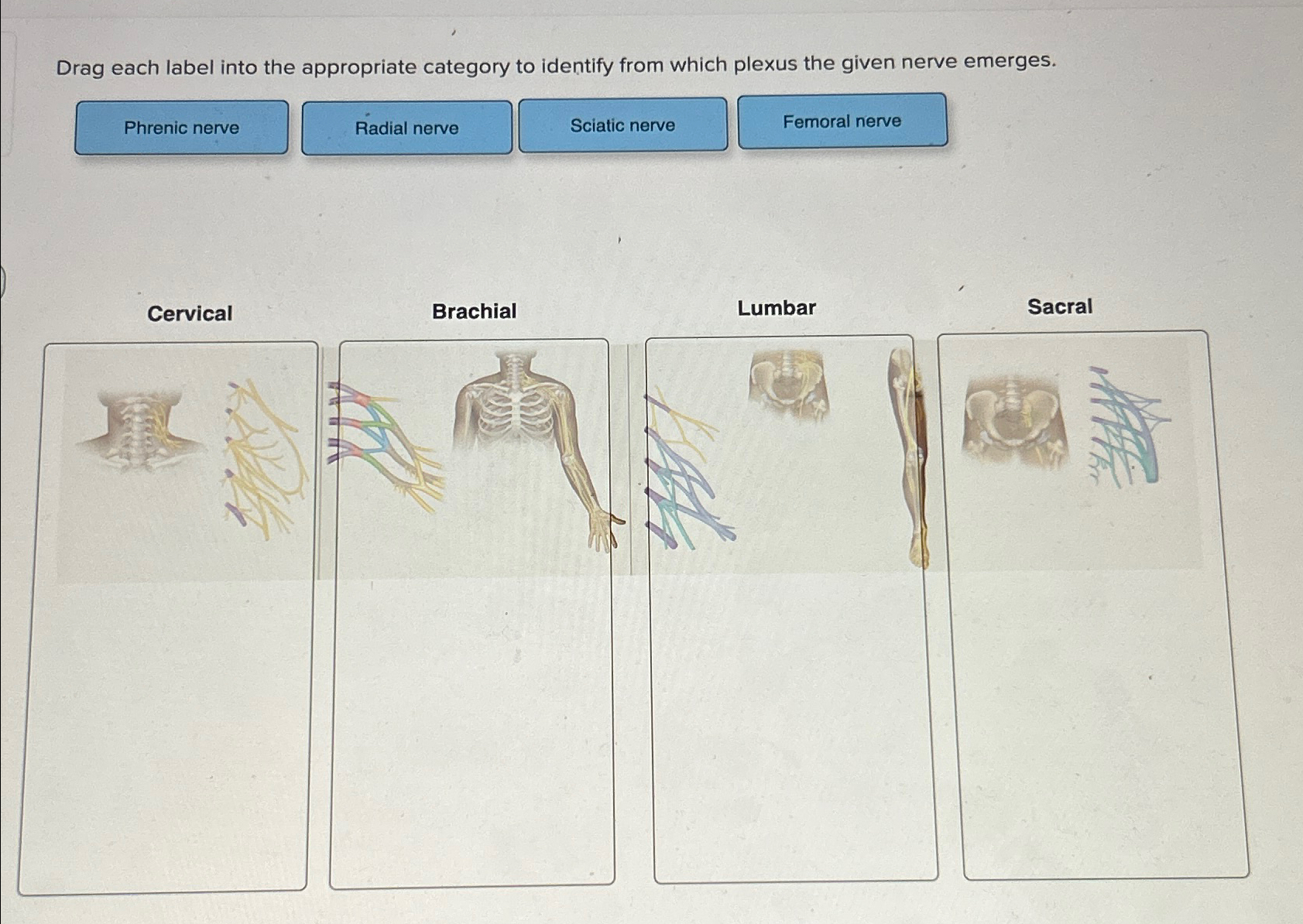Solved Drag each label into the appropriate category to | Chegg.com