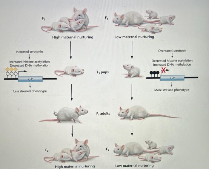 Solved Cross fostering experiments were an integral part of | Chegg.com