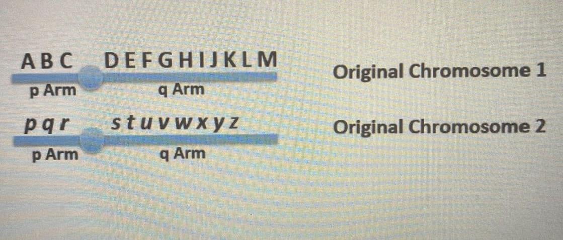 Solved The diagram below shows two chromosomes before they | Chegg.com