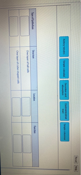 Solved Basement membrane Stratified squamous Simple cuboidal | Chegg.com